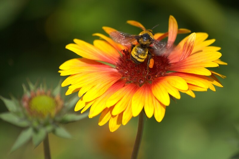 "Bumble Bee on Indian Blanket Wildflower" by K D Graves Photography ...