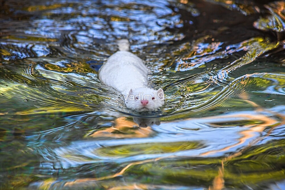 "Iceland. Reykjavik. Zoo. Swimming White Mink." by vadim19 | Redbubble