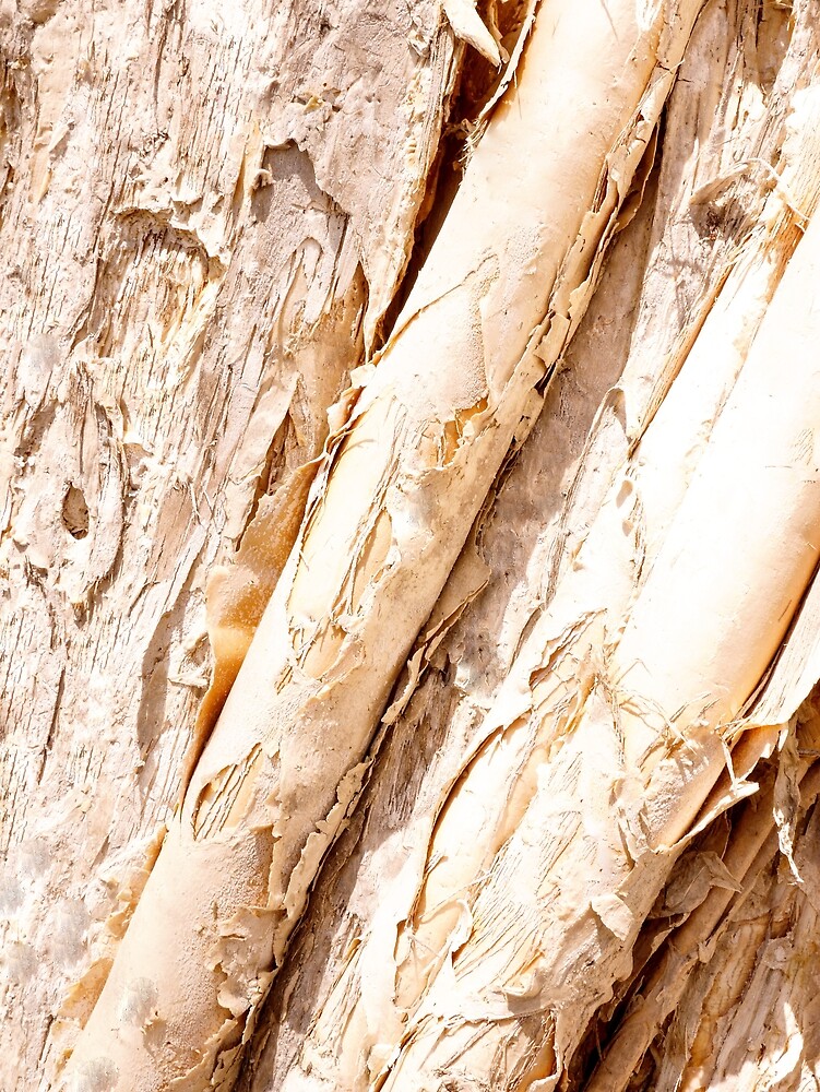 "Tree Bark Series #46 Paper Bark" by Lexa Harpell | Redbubble