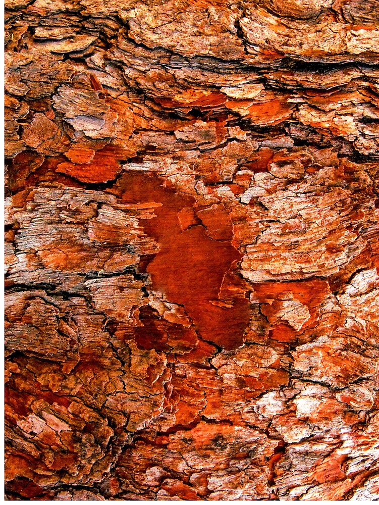 "Australian Tree Bark Series #35" by Lexa Harpell | Redbubble