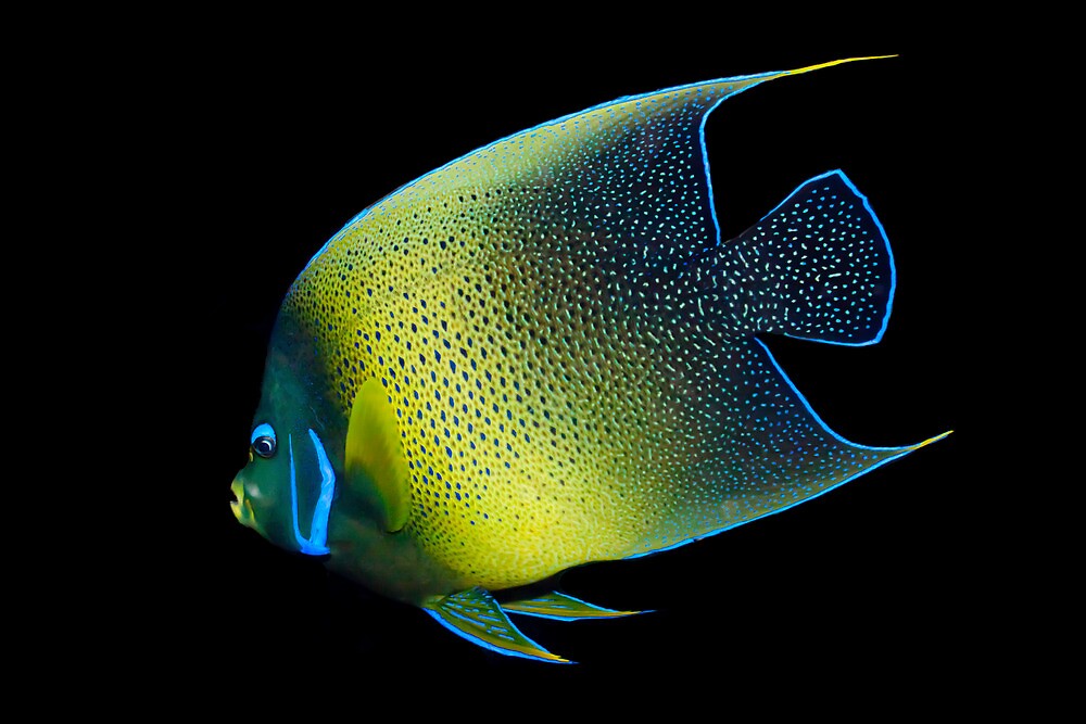 "Blue Angelfish - Dauin Philippines 2010" by Daniel Evans | Redbubble