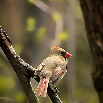 "Female Northern Cardinal" Sticker for Sale by Yannik Hay | Redbubble