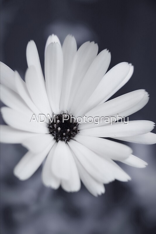 "B/W Daisy" by ADM Photography | Redbubble