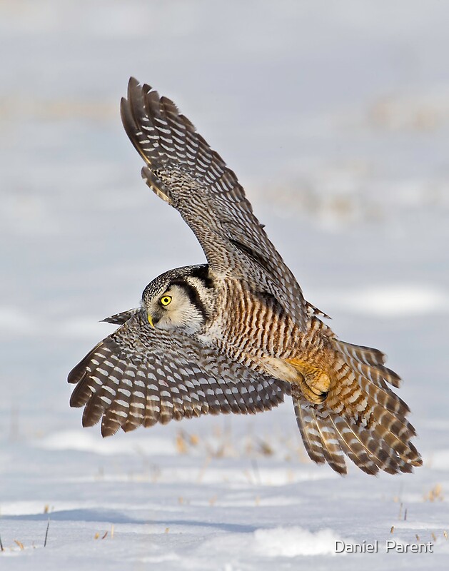 "Swoop, there it is! " by Daniel Parent | Redbubble