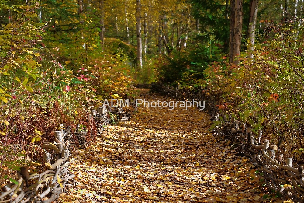 "Fall in the Woods II- Alaska" by ADM Photography | Redbubble