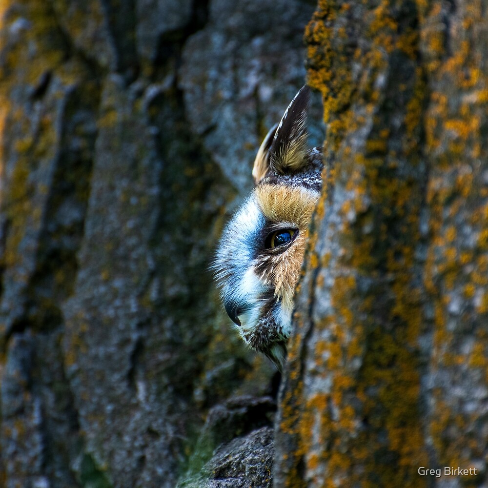 "Watcher in the Woods" by Greg Birkett | Redbubble