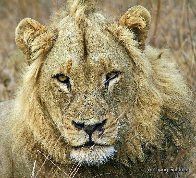 " A member of the mapogo coalition (Mr.T)" by Anthony Goldman | Redbubble