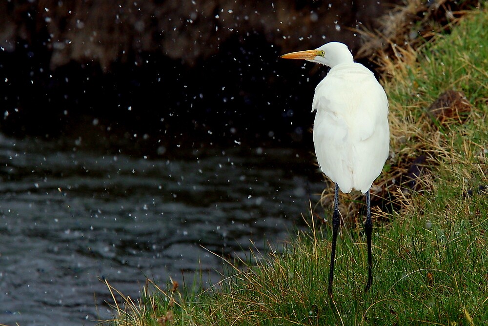 "Great Egret, Paisley, Oregon" by Stephanie Hazen | Redbubble