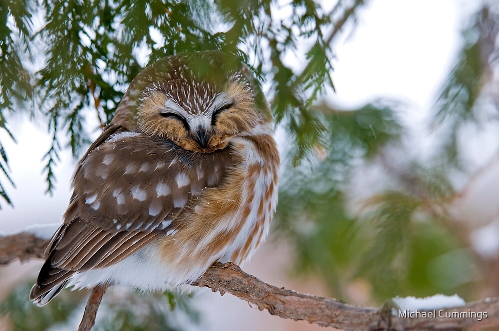 "Sleeping Northern Saw Whet Owl - Ottawa, Ontario" by Michael Cummings ...