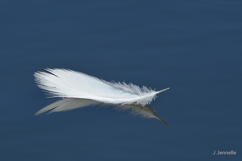 "Egret Feather on Pond" by J Jennelle | Redbubble