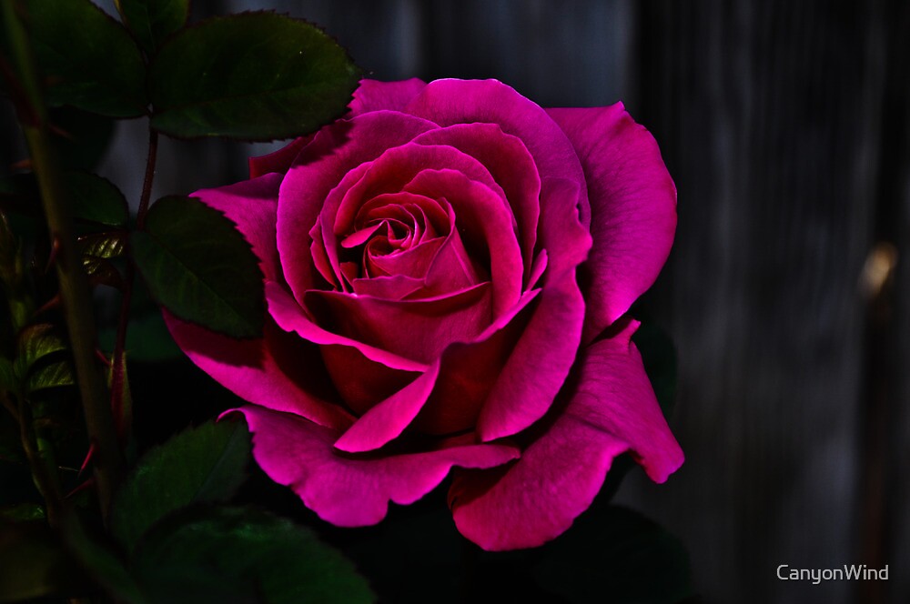 "" Hot Pink Rose "" by CanyonWind | Redbubble