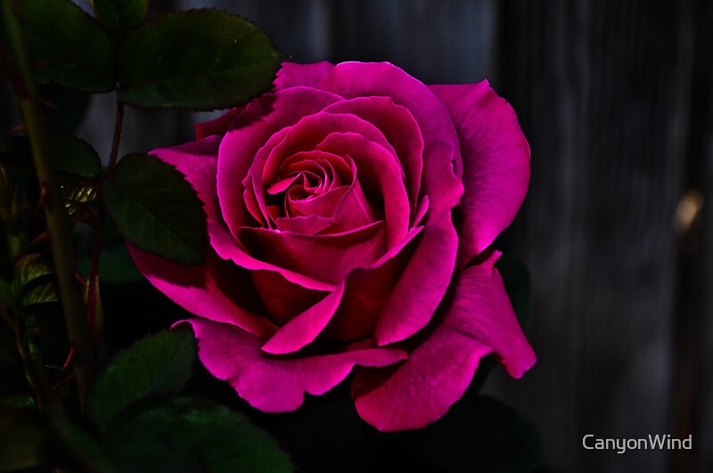 "" Hot Pink Rose "" by CanyonWind | Redbubble
