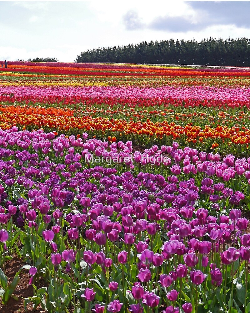 "Table Cape Tulip Farm, Tasmania, Australia (2)" by Margaret Hyde ...