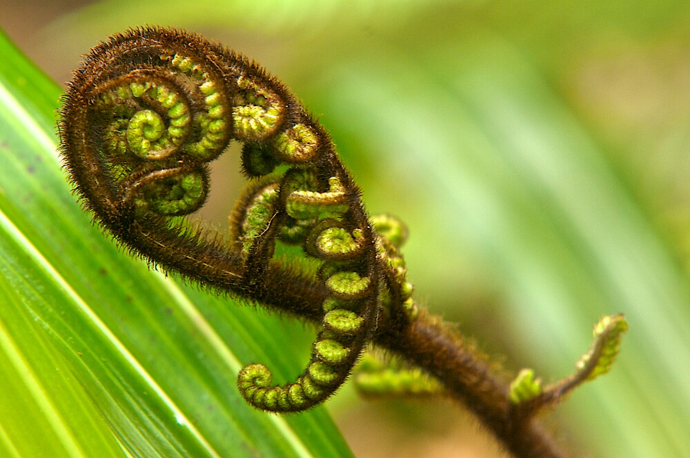 "Koru - Fern on Ulva Island, New Zealand" by Phil McComiskey | Redbubble