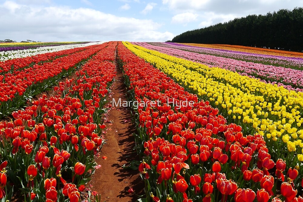 "Table Cape Tulip Farm, Tasmania, Australia" by Margaret Hyde | Redbubble