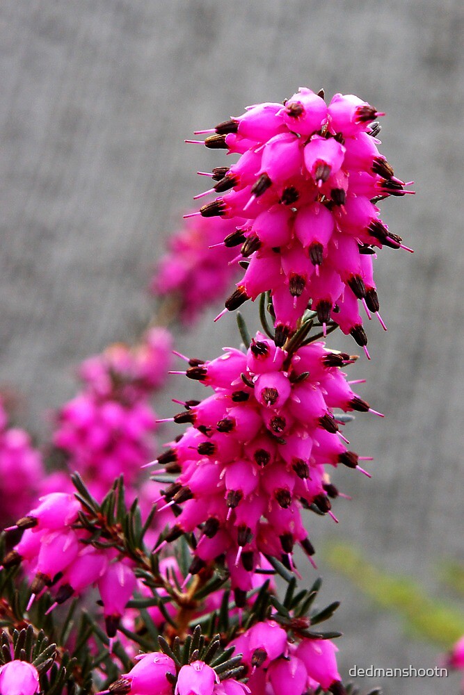 "spring heather in the pink" by dedmanshootn | Redbubble