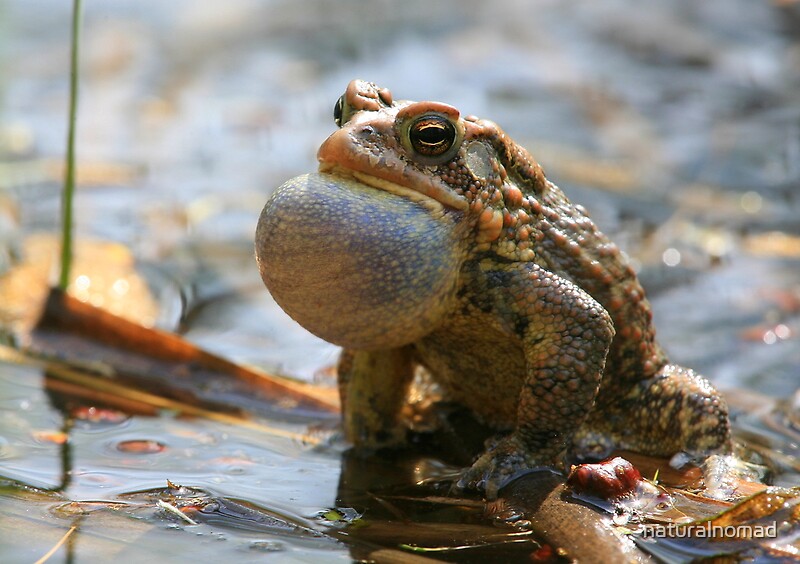 "American Toad Croaking" by naturalnomad | Redbubble