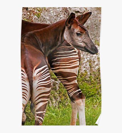 Okapi: Gifts & Merchandise | Redbubble