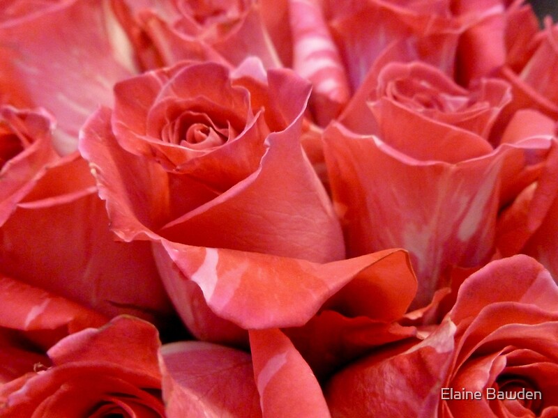 "PEPPERMINT ROSES" by Elaine Bawden | Redbubble