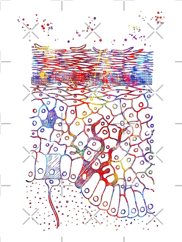 "Anatomical watercolor from skin layers, epidermis, epidermis art, skin ...
