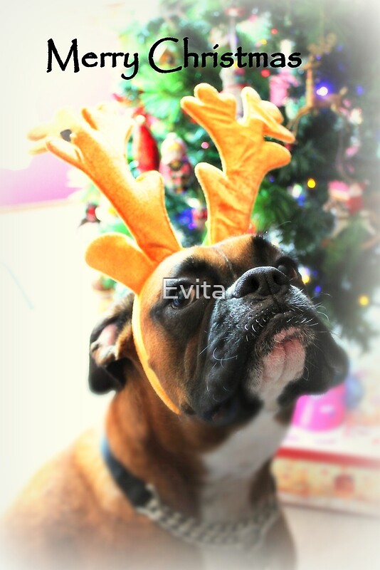 "Merry Christmas ~ Boxer Dog Series" by Evita | Redbubble
