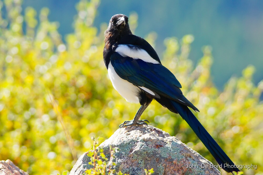 "Morning Light Of The Magpie" by John De Bord Photography | Redbubble