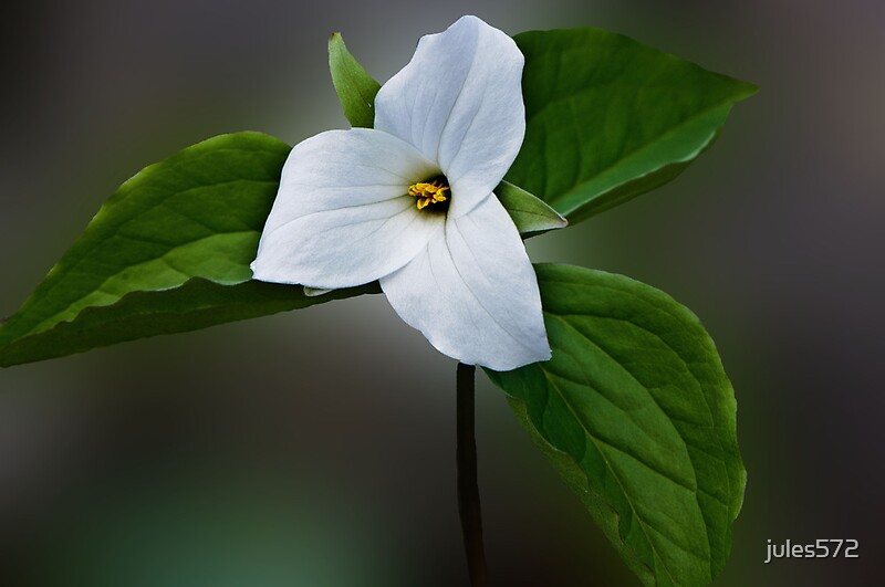 "Trillium grandiflorum - Melanthiaceae" by jules572 | Redbubble