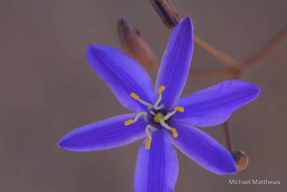 "Tufted Blue Lily ..Thelionema caespitosum" by Michael Matthews | Redbubble