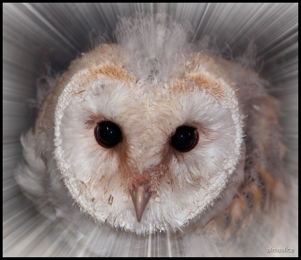 "Barn owl chick" by almaalice | Redbubble