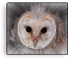 "Barn owl chick" by almaalice | Redbubble