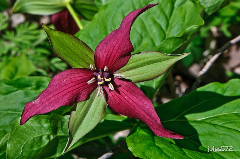 "Trillium vaseyi (Sweet Beth, Sweet wakerobin, Wood lily, Trinity ...