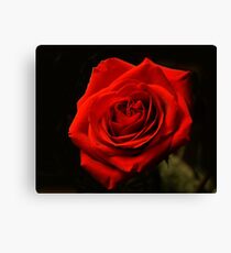 Red Rose Canvas Prints | Redbubble