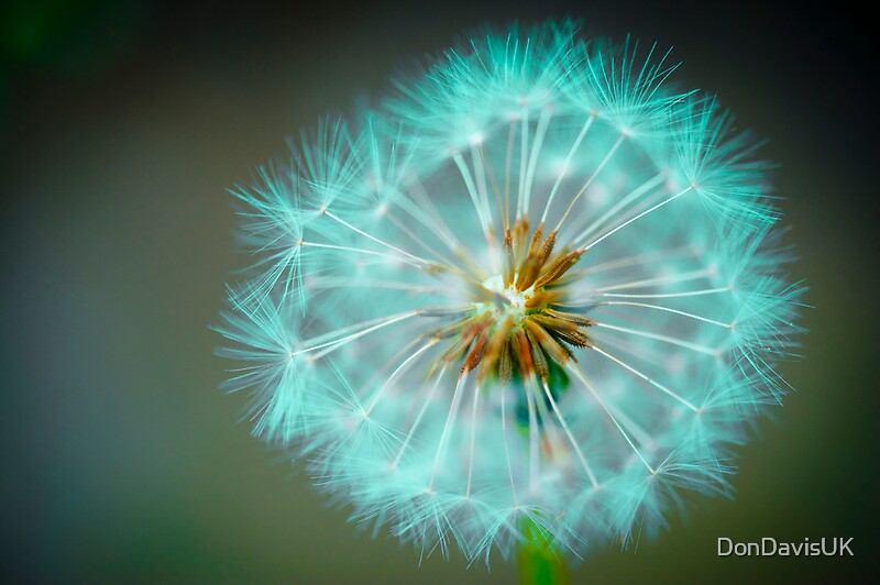 "Blue Dandelion" by DonDavisUK | Redbubble