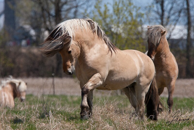 "A Pjorn Day" by DigitallyStill | Redbubble