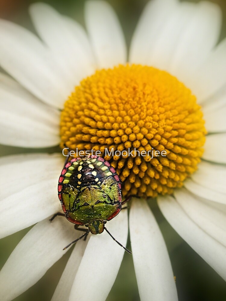 "Colorful stink bug" by Celeste Mookherjee | Redbubble