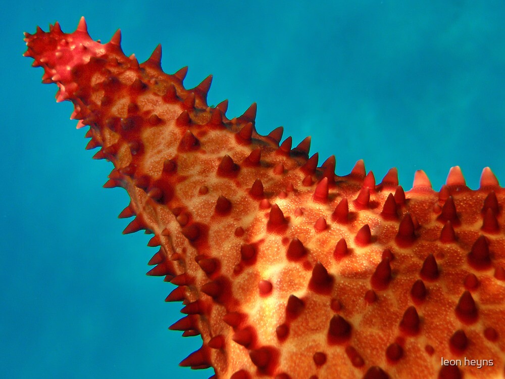 "Starfish Close-up" by Leon Heyns | Redbubble