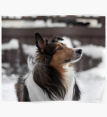 Sheltie: Gifts & Merchandise | Redbubble