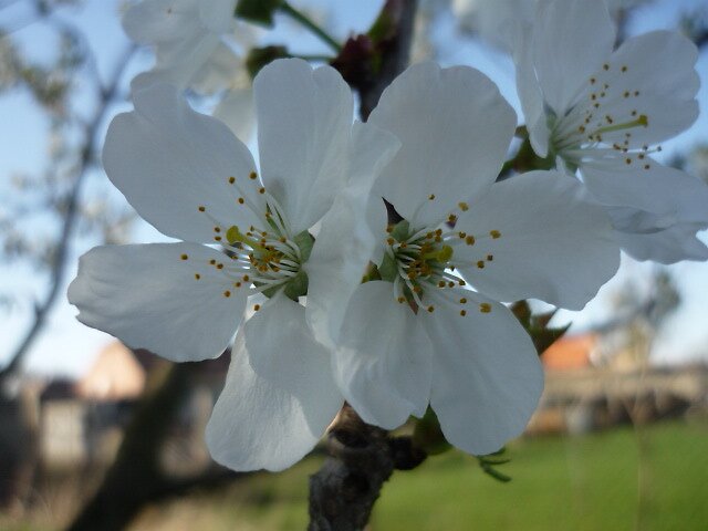 "cherry blossom" by Rebeka Böröczky | Redbubble