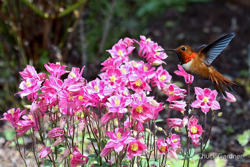 "Hummingbird and the Columbine Flowers " by Chuck Gardner | Redbubble