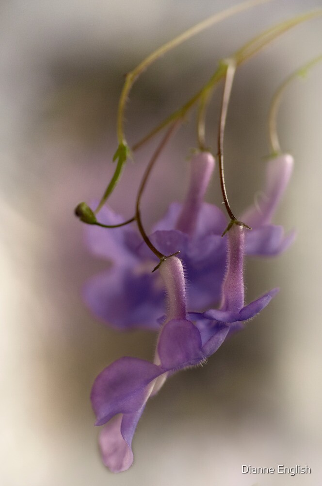 "Nodding Violet " by Dianne English | Redbubble