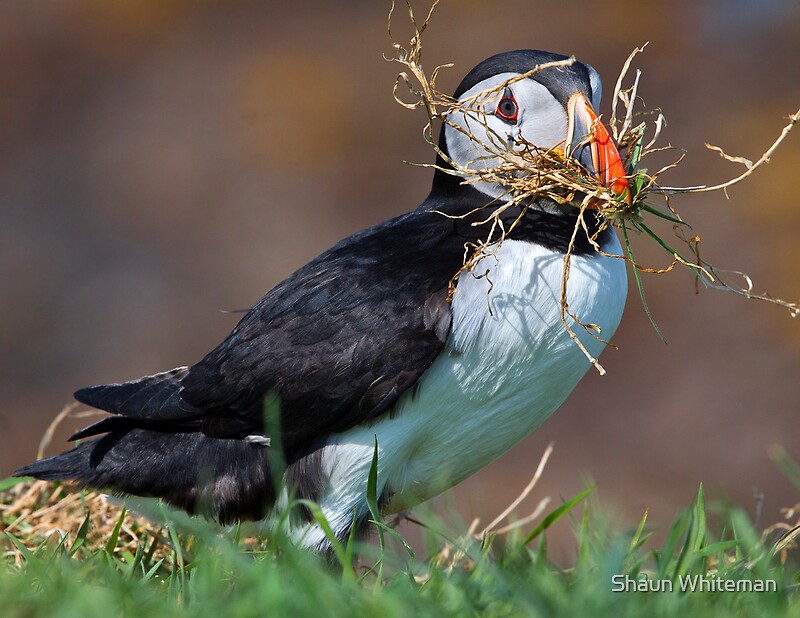 "Making a puffin pad" by Shaun Whiteman | Redbubble