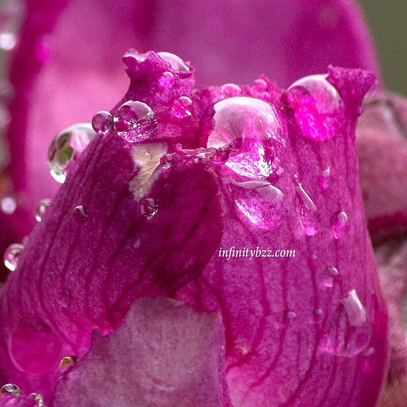 "Snapdragon in the Garden" by lightphotos | Redbubble