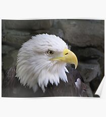 Dollywood: Gifts & Merchandise | Redbubble