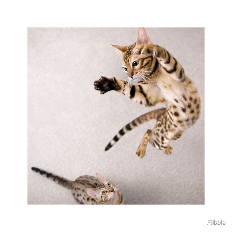 Two cool cats. That's it. : r/pics