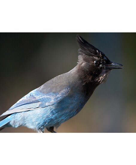 The Rock may have the 'coolest bird' but I think Nova Scotia has the ...