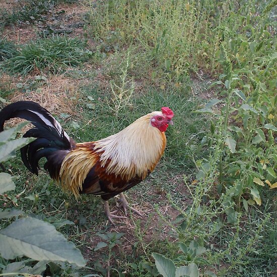 Happy Winter Solstice! - Discussion Forums - Fiddle Hangout