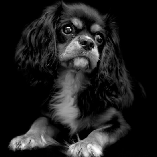 "Queen Sophie, King Charles" by Robert Mullner | Redbubble
