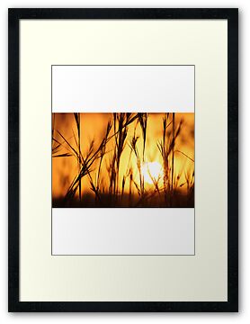 "Sunset in the African bushveld" by Anthony Goldman | Redbubble