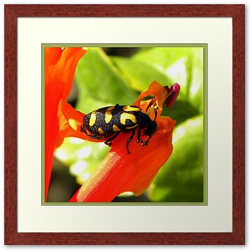 "Bean Beetle ~ Kewertjie ~ Mylabris Oculatus" by Pieta Pieterse | Redbubble