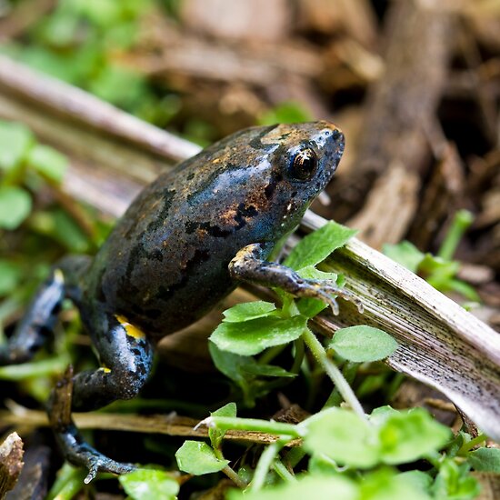 "Dusky Toadlet, Uperoleia fusca" by Normf | Redbubble